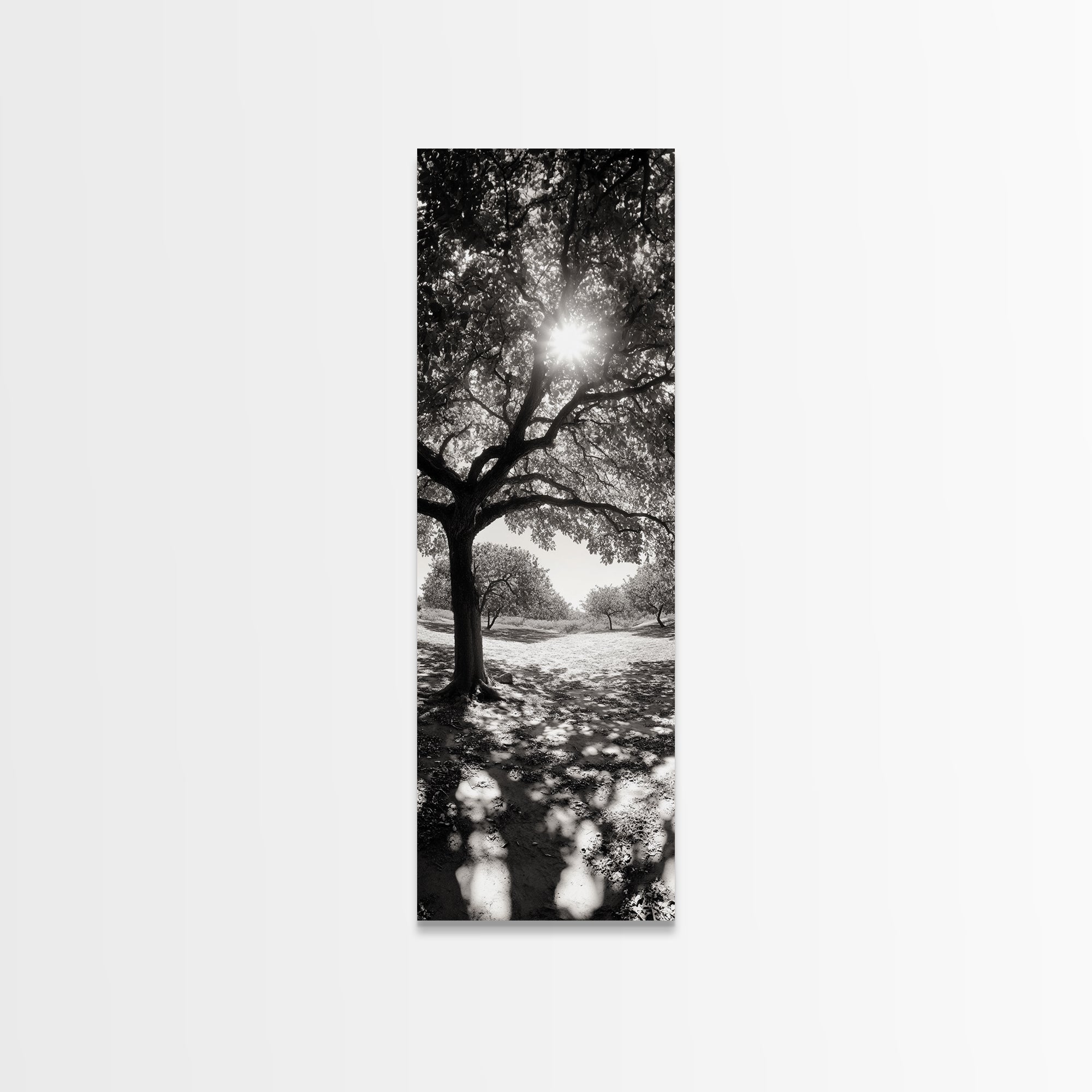 Sunlight Tree, Autumn Glow, Nature Shadowplay, Black White Forest Scen ...
