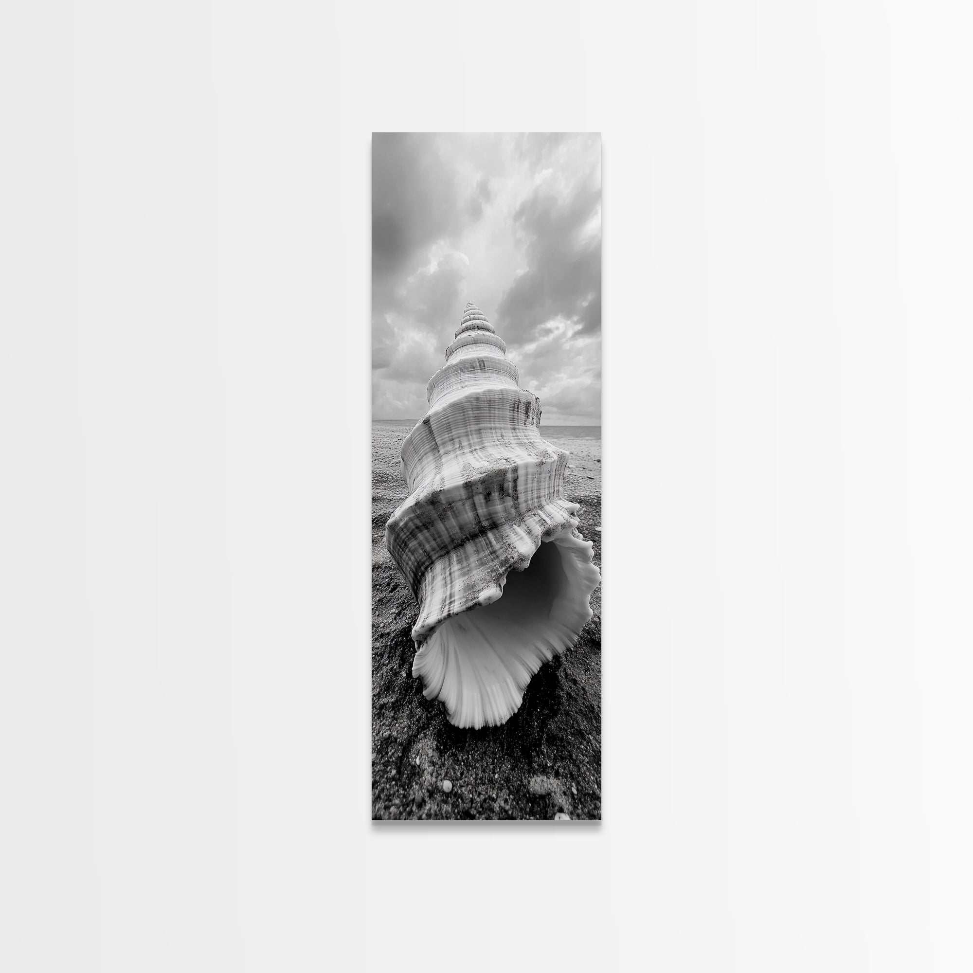 Shell Closeup, Ocean Texture, Natural Spiral, Minimalist Shell, Seashe ...